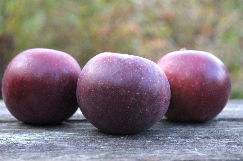 HeraldWeekly - The Rare and Delicious Black Apples from Arkansas